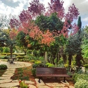 Ilan Nursery Ltd. | Cultivating, Developing and Selling Ornamental ...