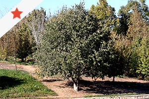 Ornamental Tree Catalog | Ilan Nursery Ltd.