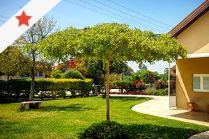 Ornamental Tree Catalog | Ilan Nursery Ltd.