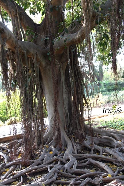 Ficus macrophylla (magnolioides) - אילן משתלות בע"מ