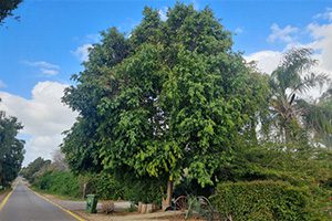 Ornamental Tree Catalog | Ilan Nursery Ltd.