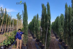 Ornamental Tree Catalog | Ilan Nursery Ltd.