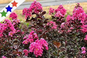 Lagerstroemia indica 'Twilight Magic'™ - אילן משתלות בע"מ