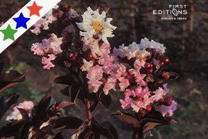 Lagerstroemia indica 'Moonlight Magic'™ - אילן משתלות בע"מ
