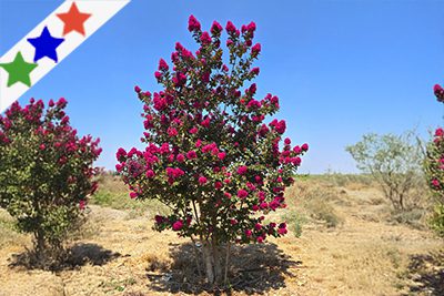Lagerstroemia indica 'Plum Magic'™ - אילן משתלות בע"מ