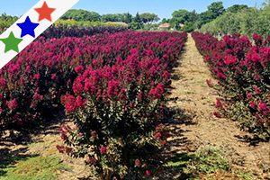 Lagerstroemia indica 'Plum Magic'™ - אילן משתלות בע"מ