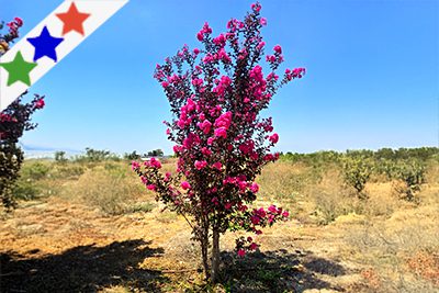 Lagerstroemia indica 'Twilight Magic'™ - אילן משתלות בע"מ