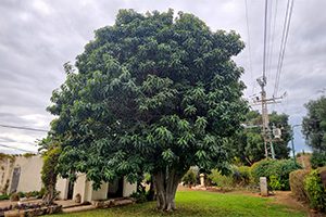 Ornamental Tree Catalog | Ilan Nursery Ltd.