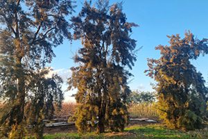 Ornamental Tree Catalog | Ilan Nursery Ltd.